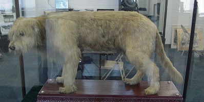 Cincinnati Police Canine Handsome - Greater Cincinnati Police Museum